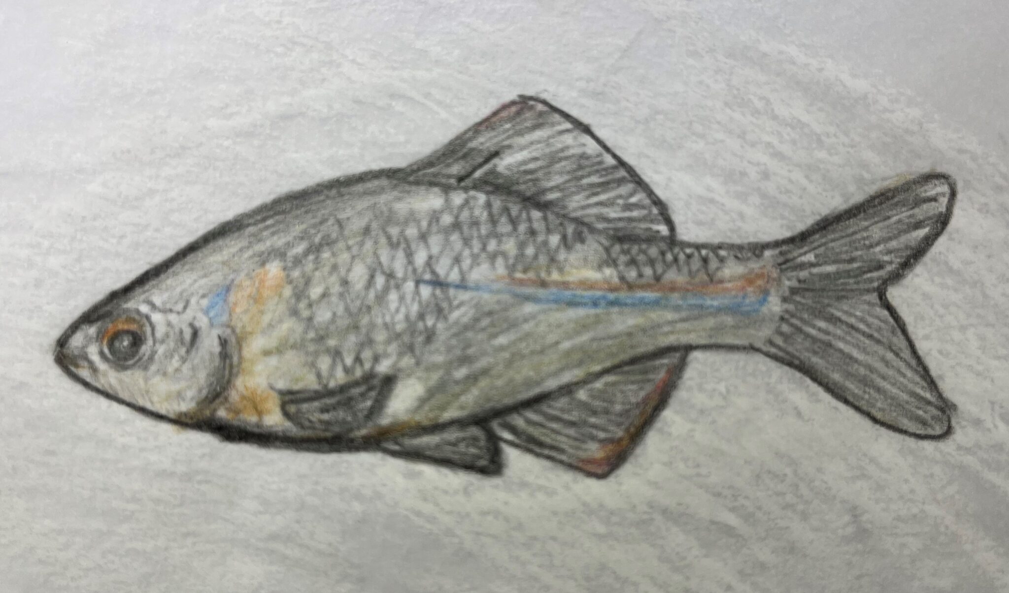 ＃タナゴ種類＃見分け方＃ | 根暗会ブログ